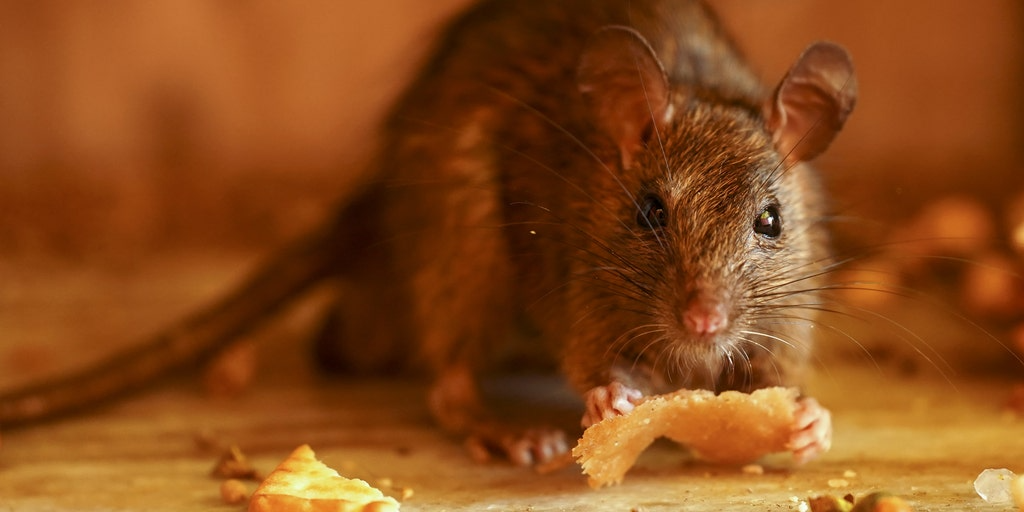 The Perfect Nutrition for Medium Mice: A Look at The Shropshire Ratter